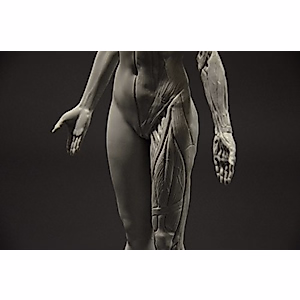 Female Anatomy Figure: 10.5-inch Anatomical Reference for Artists (Grey)