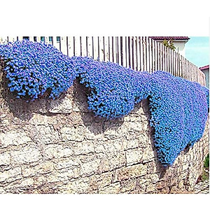 200pcs Creeping Thyme Bonsai, Rare Color Rock CRESS Plant Perennial Ground Cover Flower Natural Growth for Home Garden - (Color: Colour Mix)