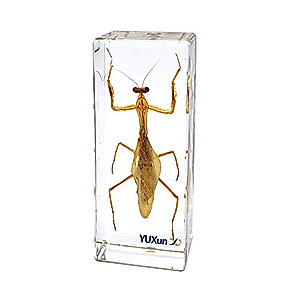 Cherish XT Insect Display Taxidermy Mantis Hierodula patellifera Praying Mantis Specimen Paperweight Science Clammroom Speciemn for Science Education