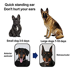 CDQL Dog Ear Stand Sticker Up Support Tool, Fix Dog Ear Posture, Comfortable and Easy to Use, Ideal for Doberman, Samoyed, Great Dane, Prevent Sweating and Itching (10 * 5cm)