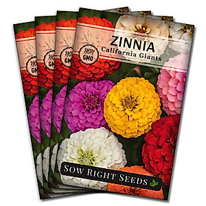 Sow Right Seeds California Giant Zinnia Seeds - Full Instructions for Planting, Beautiful to Plant in Your Flower Garden; Non-GMO Heirloom Seeds; Wonderful Gardening Gifts (4)