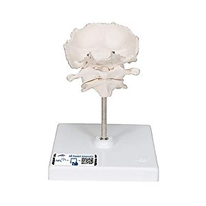 3B Scientific A71/5 Atlas and Axis w/ Occipital Plate on stand - 3B Smart Anatomy