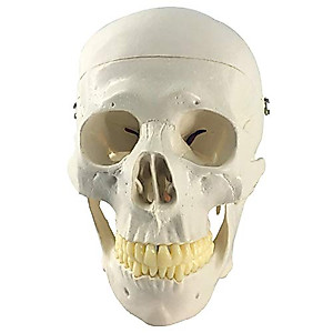 Human Skull and Brain Model, 11 Parts, Life Size, Anatomical Human Head Model W/Brain, Human Skull, for Medical Teaching Learning, Medical Students and Kids Education Display Tool