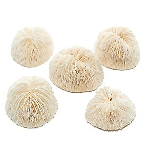 Mushroom Sea Coral | White Real Mushroom Coral 1"-1.5" (5-Pack) | Aquarium Ornament for Decoration | Plus Free Nautical eBook by Joseph Rains
