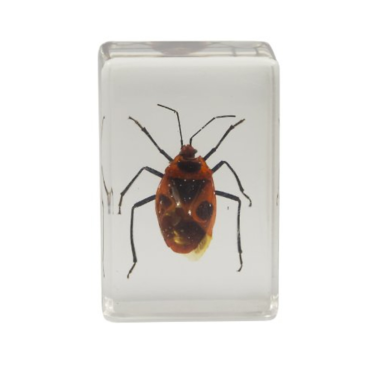 Celestron 44407 3D Bug Specimen Kit #1 (Black, Brown, Yellow)