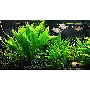 Marcus Fish Tanks - 3X Amazon Sword Echinodorus Bleheri Easy Live Aquarium Plants for Aquatic Freshwater Fish Tank