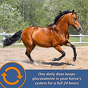 Farnam MaxFlex XR Extended Release Joint Supplement for Horses, Provides a continuous supply of joint health ingredients for 24 hours, 0.9375 pound, 30 Day Supply