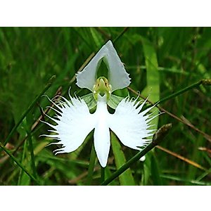 Rare Flower Japanese Radiata Seeds White Dove Orchids Seeds 100Pcs