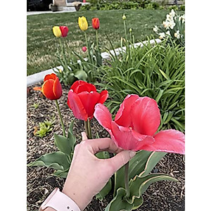 100 All in One Mixture - 50 Tulips Bulbs and 50 Daffodil Bulbs a Colorful Mix of Tulips and Popular Dutch Master Daffodils!