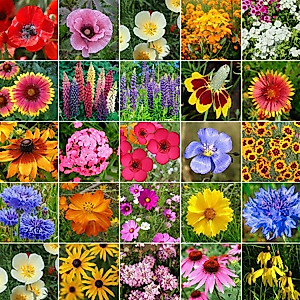 Midwest Wildflower Seed Mix - 1 Pound - Mixed Wildflower Seeds, Attracts Bees, Attracts Butterflies, Attracts Hummingbirds, Attracts Pollinators, Easy to Grow & Maintain, Cut Flower Garden