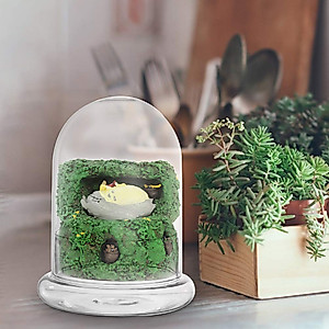 Hemoton 2pcs Air Plant Holder Glass Cloche Bell Jar Display Dome Cover Glass Ball Terrarium Air Plant Planters Floral Container