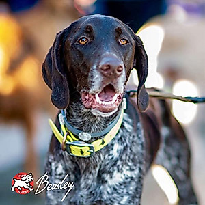 Fromm Large Breed Adult Gold Premium Dry Dog Food - Dry Adult Dog Food for Large Breeds - Chicken Recipe - 30 lb