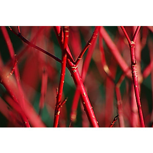 8 Red Dogwood Cuttings to Plant - No Roots, Easy to Grow