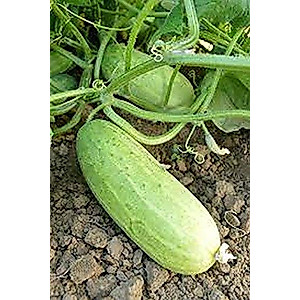 Bush Pickle Cucumber Seeds Hybrid F1 - Great for Container or Small Gardens(25 - Seeds)