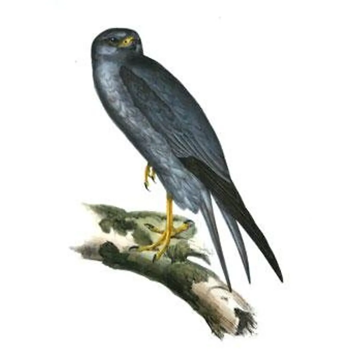Lead-Coloured Falcon. Falco concolor; (Temm)