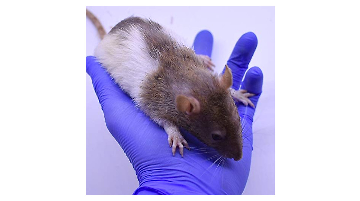 MiceDirect Frozen Rat Combo Pack for Reptiles | Premium & Humane