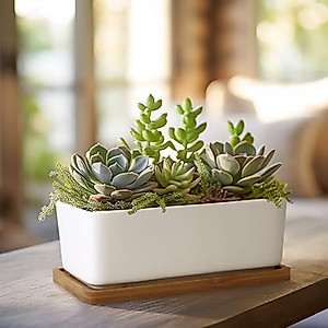 Ceramic Succulent Pots - 1 Pot - Short Rectangle - with Bamboo Tray - White - 6.3"