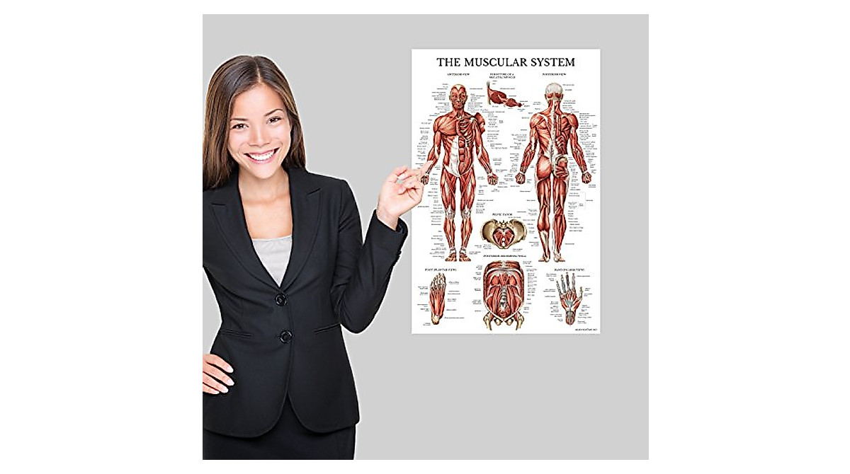 Palace Learning 3 Pack - Muscle + Skeleton + Anatomy & Injuries of the ...