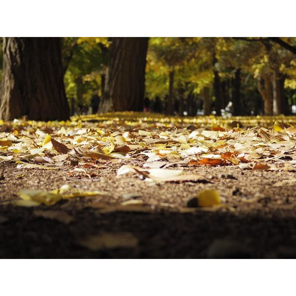 Pentax Q10 12.4 Mp Digital Camera - Black (Kit W 5-15mm Lens 15-45mm Lens)