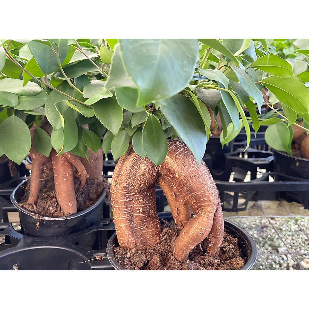 BubbleBlooms Ficus microcarpa Chinese Banyan Bonsai Tree in a 6 inch Pot