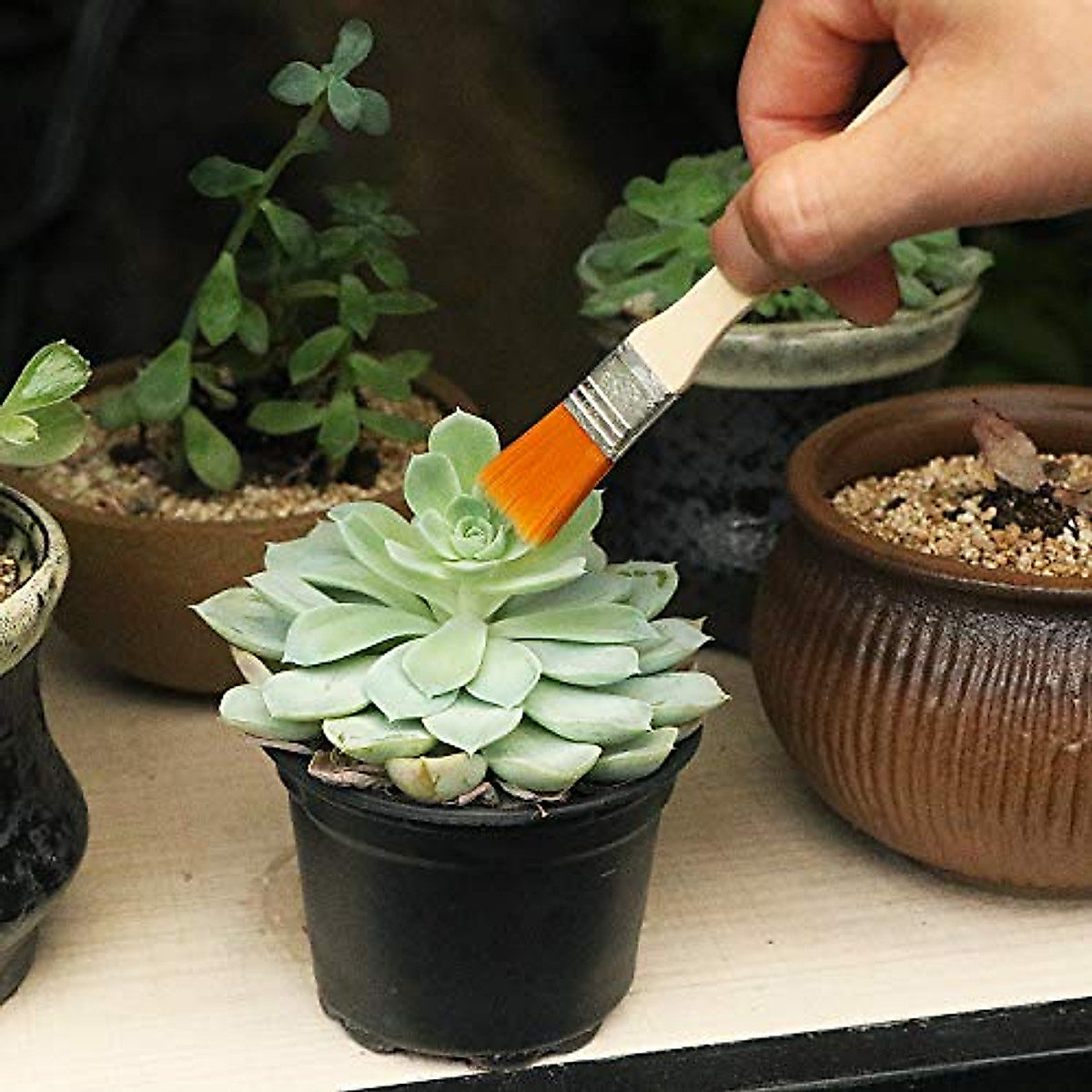 12 Pcs Bonsai Tool Set, Mini Garden Succulent Hand Tools for Indoor Miniature Fairy Care Include Tweezer, Transplanting Tools, Bucket Shovel, Cleaning Brush, Label, Elbow Drip Pot