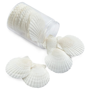 QICQDRAM 25PCS Sea Shells for Crafts Decoration 2''-3'' White Scallop Shells, for Crafts DIY Painting Beaching Wedding Decoration, Beach Natural Scallop Shells Bulk