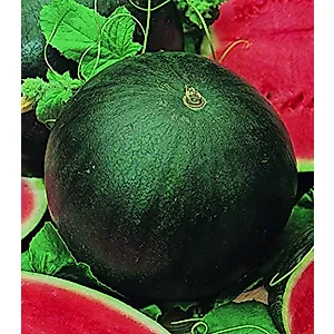 CEMEHA SEEDS Watermelon Black Beauty Early Rare Giant Fruit Heirloom Organic Non-GMO