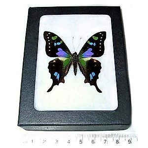 GRAPHIUM WEISKEI Real Framed Butterfly Pink Purple Blue Indonesia