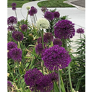 Allium Blend Purple - 30 Bulb Pack - 4 to 6 Inch Diameter Flower | Allium Bulb Grows to 28-32" Tall | Allium Bulbs, Easy to Grow