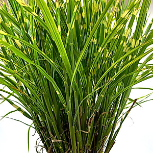 Blooming & Beautiful - Porcupine Maiden Grass - Ornamental Grass - Stiff Spikey Green Quill-Like Foliage - Horizontal Golden Stripes - Zones 4-9 - Miscanthus sinensis 'Strictus' - 3 Gallon Pot