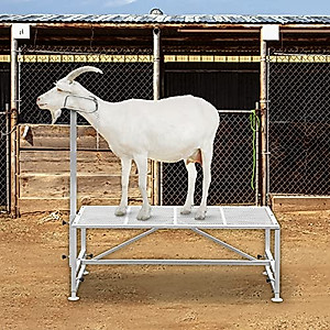 Happybuy Livestock Stand 51x23 inches, Trimming Stand with Straight Head Piece, Goat Trimming Stand Metal Frame Sheep Shearing Stand Livestock Trimming Stands