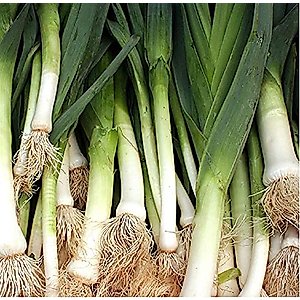 David's Garden Seeds Leek King Richard (Green) 200 Non-GMO, Open Pollinated Seeds