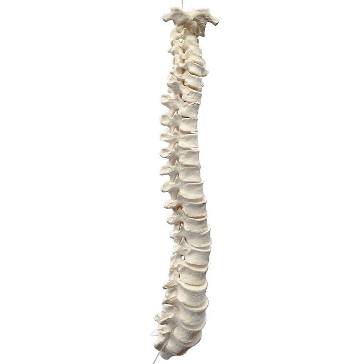 47pc Disarticulated Human Spine Model - Individual Axial Skeleton Bones: Vertebrae & Intervertebral Discs - Life Sized - Medical Quality for Chiropractors - Eisco Labs