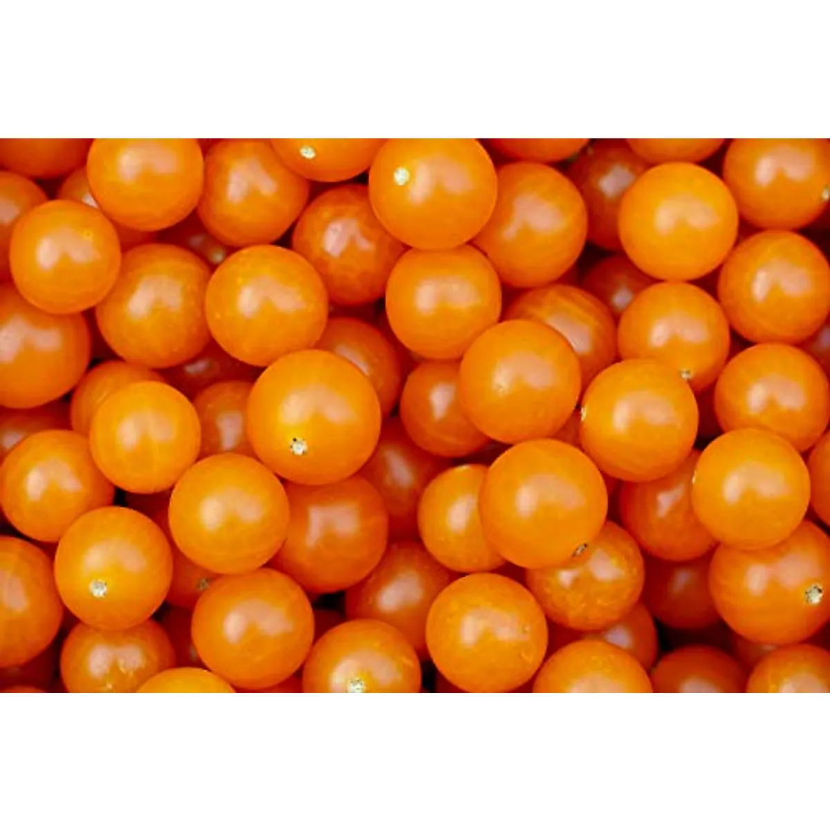 "Gold Nugget" Cherry Tomato Seeds for Planting, 25+ Heirloom Seeds Per Packet, (Isla's Garden Seeds), Non GMO Seeds, Botanical Name: Solanum lycopersicum 'Gold Nugget', Great Home Garden Gift