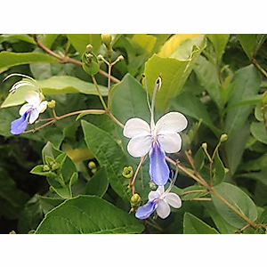 Blue Butterfly Bush Tropical Live Plant Clerodendrum Ugandense Unique Unusual Shaped Flower Starter Size Emeralds TM