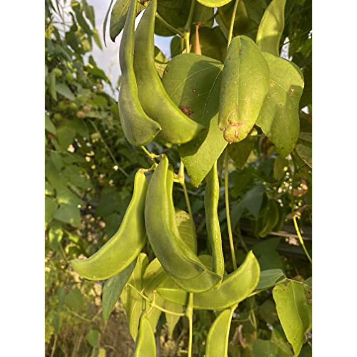 King of The Garden Climbing Pole Lima Bean Vining Heirloom Seed Packet