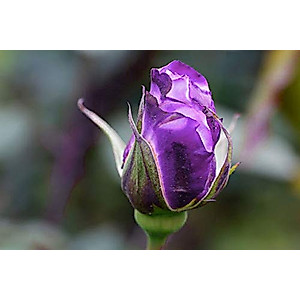 Bonsai Roses 30Pcs Germany Rare Purple Dragon Rose Seeds Flowering Plants