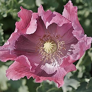 Pat's Poppies Exotic Strains of Poppy Seeds (1,700+ Seeds) "The Giant" (Papaver Somniferum VAR. Giganteum) 1K Milligram Lg Packet