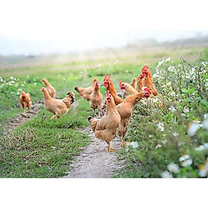 Chicken Forage Seed Mix - Better Eggs and Meat, Annual Ryegrass, Perennial Ryegrass, Buckwheat, Flax, Millet, Forage Peas, Red Clover, Alfalfa, Sunflowers (1 Pound)