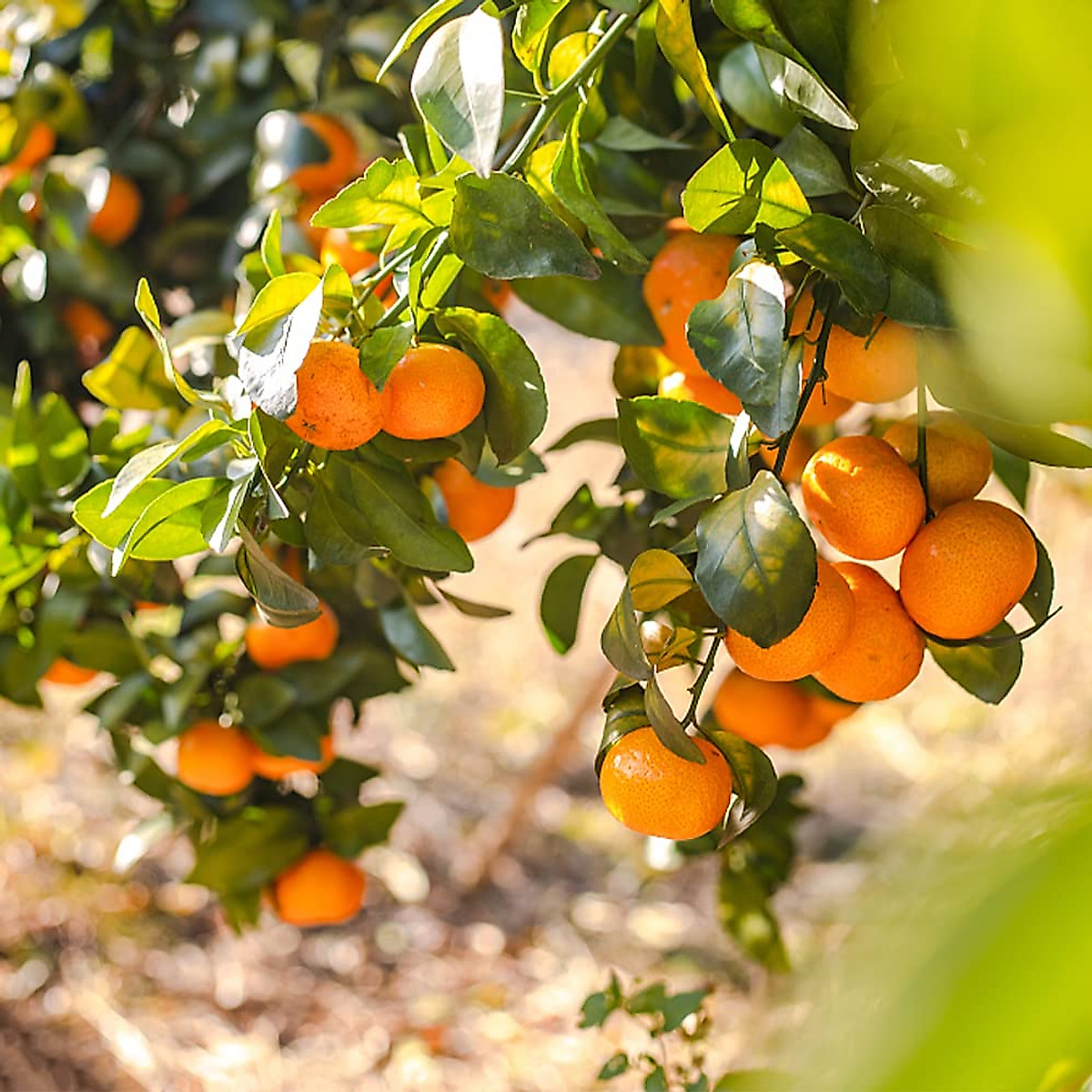 QEVJEKR 200+ Mix Dwarf Bonsai Fruit Tree Seeds for Planting, 4 Variety Individual Packs, 50+ Lemon Tree Seeds 50+ Cherry Tree Seeds 50+ Orange Tree Seeds 50+ Apple Seeds Organic Heirloom Fruit Seeds