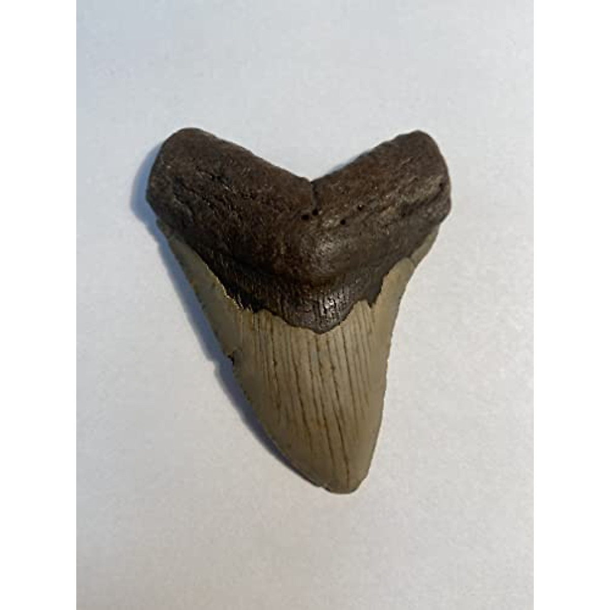 Authentic Megalodon Shark Tooth (Carcharodon megalodon)