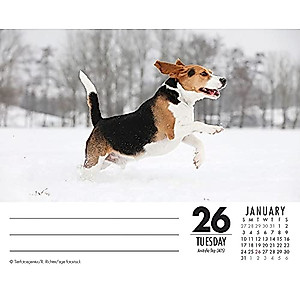 Just Beagles 2021 Box Calendar (Dog Breed Calendar)