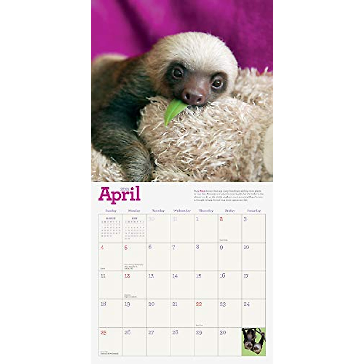 Original Sloths Wall Calendar 2021