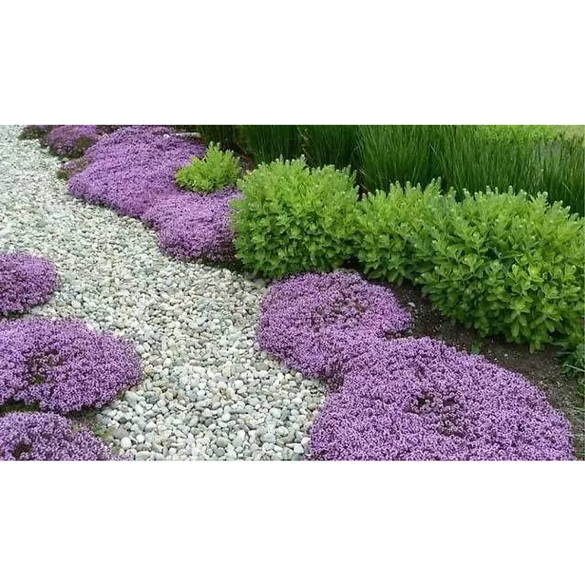 Mix Creeping Thyme Seeds for Planting Ground Cover Plants, Heirloom Non-GMO Thyme, 5 Colors- Individual packag, Easy to Plant and Grow, 1000+