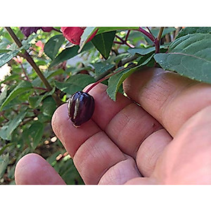 1126-Bolivian Fuchsia (Fuchsia boliviana) Seeds by Robsrareandgiantseeds UPC0764425787310 Non-GMO,Organic, Rare Species, Bonsai,1126 Package of 5 Seeds