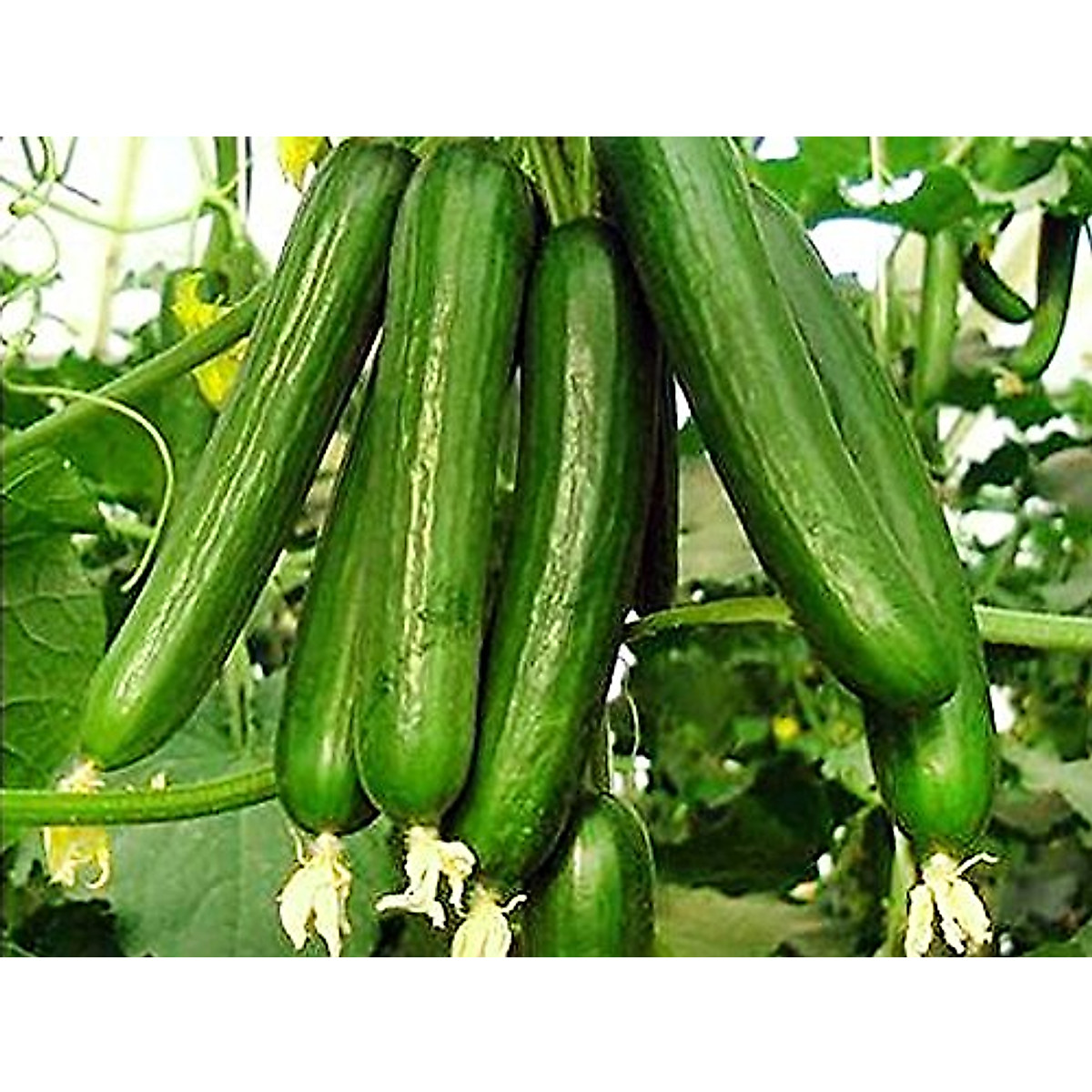 US Grown! 30+ Persian Beit Alpha (a.k.a. Lebanese) Cucumber Seeds Heirloom Non-GMO Burpless Sweet Non-Bitter and Acid Free, Crispy and Sweet, Fragrant and Delicious, Cucumis sativus, Grown in USA!