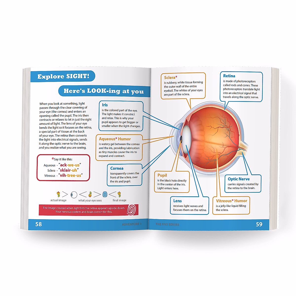 Know Yourself - The Five Senses: Adventure 1, Human Anatomy for Kids, Best Interactive Activity Workbook to Teach How Your Body Works, STEM & STEAM, Ages 8-12 (Systems of the Body)