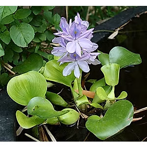 Floating Plants for Water Gardens and Ponds (Water Hyacinth)