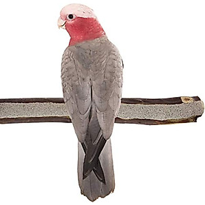 Sweet Feet and Beak Superoost Manzanita Pumice Pedicure Perch- Easy to Install Bird Cage Accessories for Healthy Feet, Nails and Beak - Natural Bird Perches Imitates Birds' Life in The Wild - M 10"