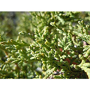 Bonsai Tree | Rocky Mountain Juniper | Seed Grow Kit | The Jonsteen Company